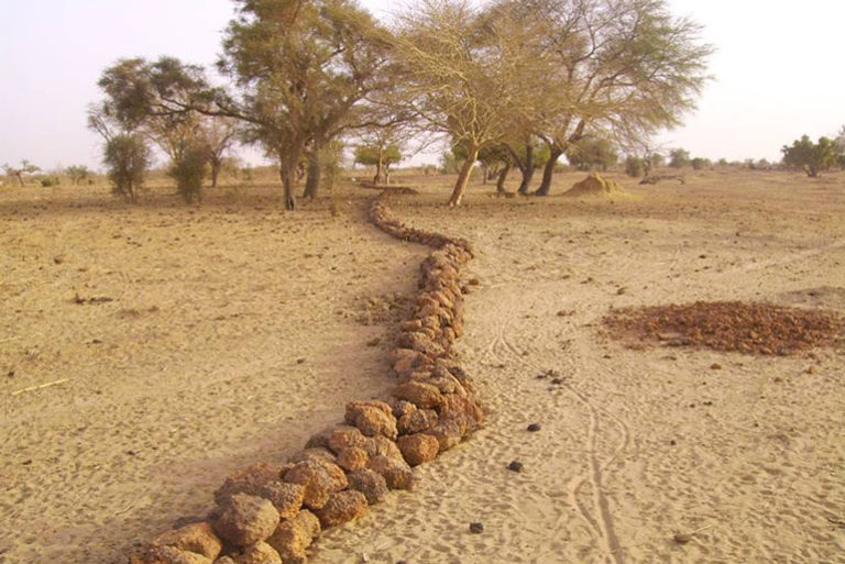 How to turn the desert green: Bringing soil back in Burkina Faso ...