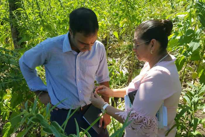 Open sesame: Women are seeding change in Honduras with this tiny seed ...