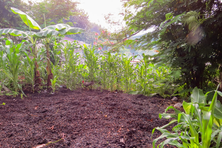 Agroforestry feeds communities in Timor-Leste - SeedChange : SeedChange
