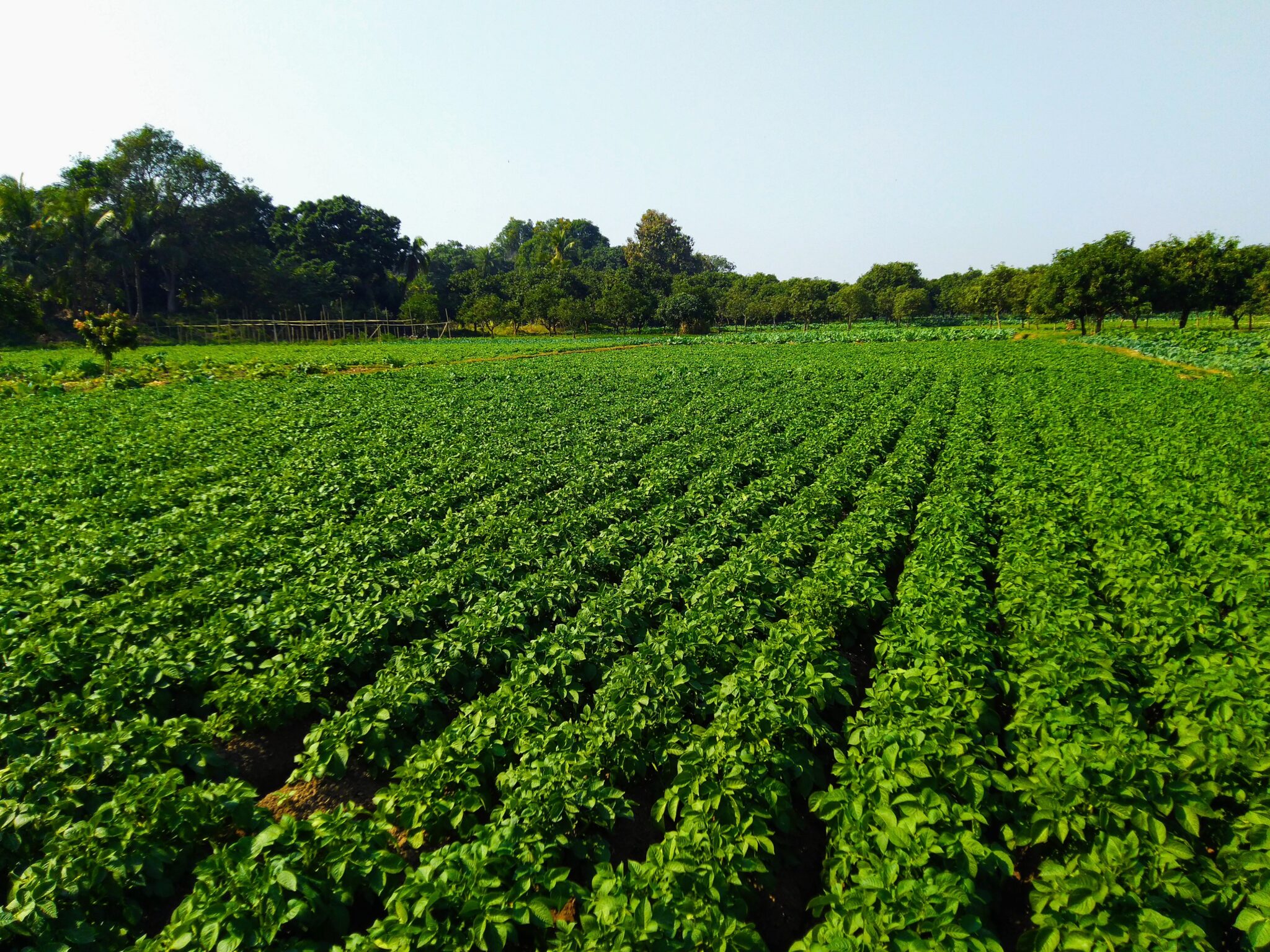 The future of farming: how agroecology can transform the food system ...