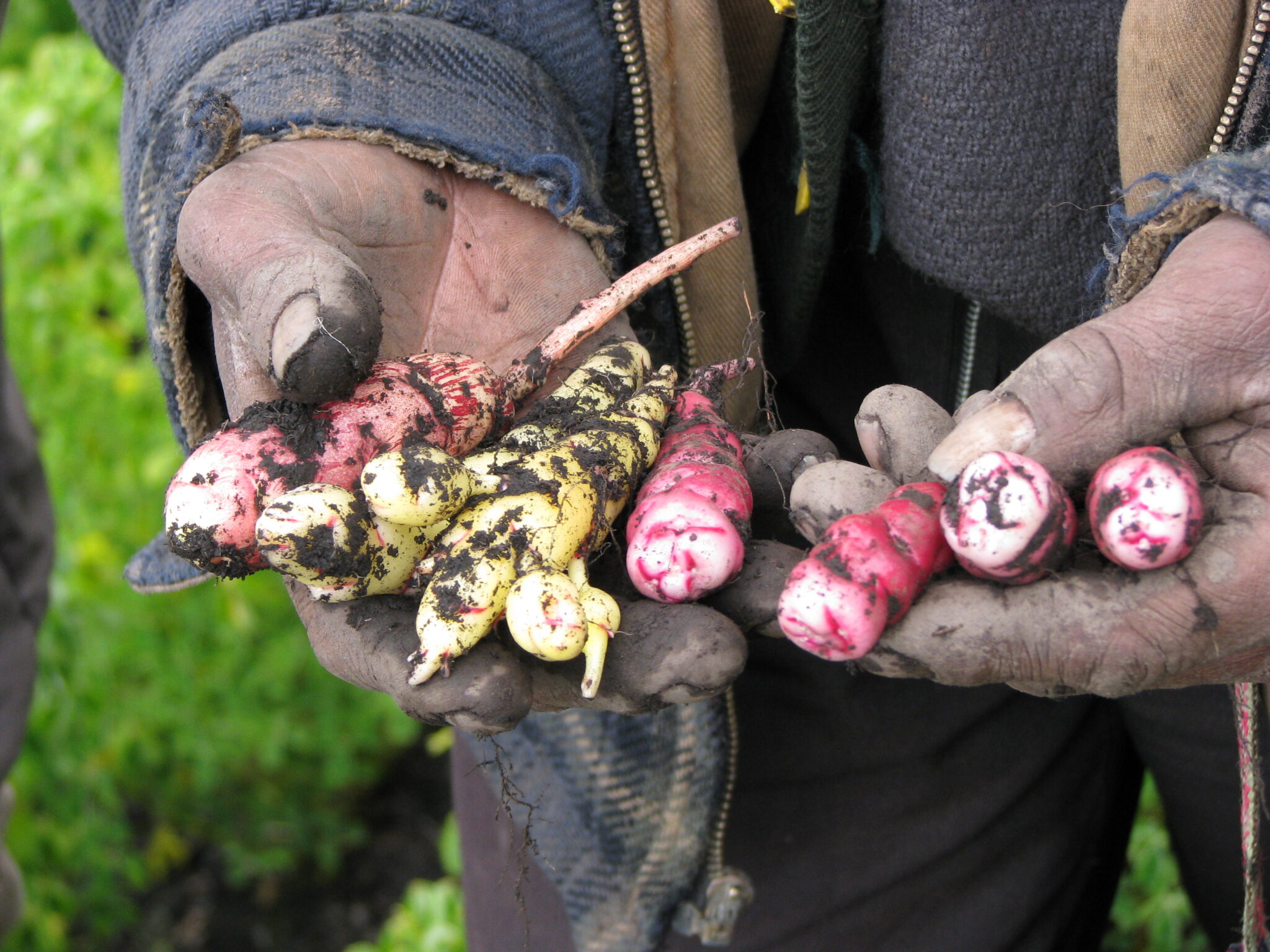 Discovering oca: a vital crop of the Andes - SeedChange : SeedChange