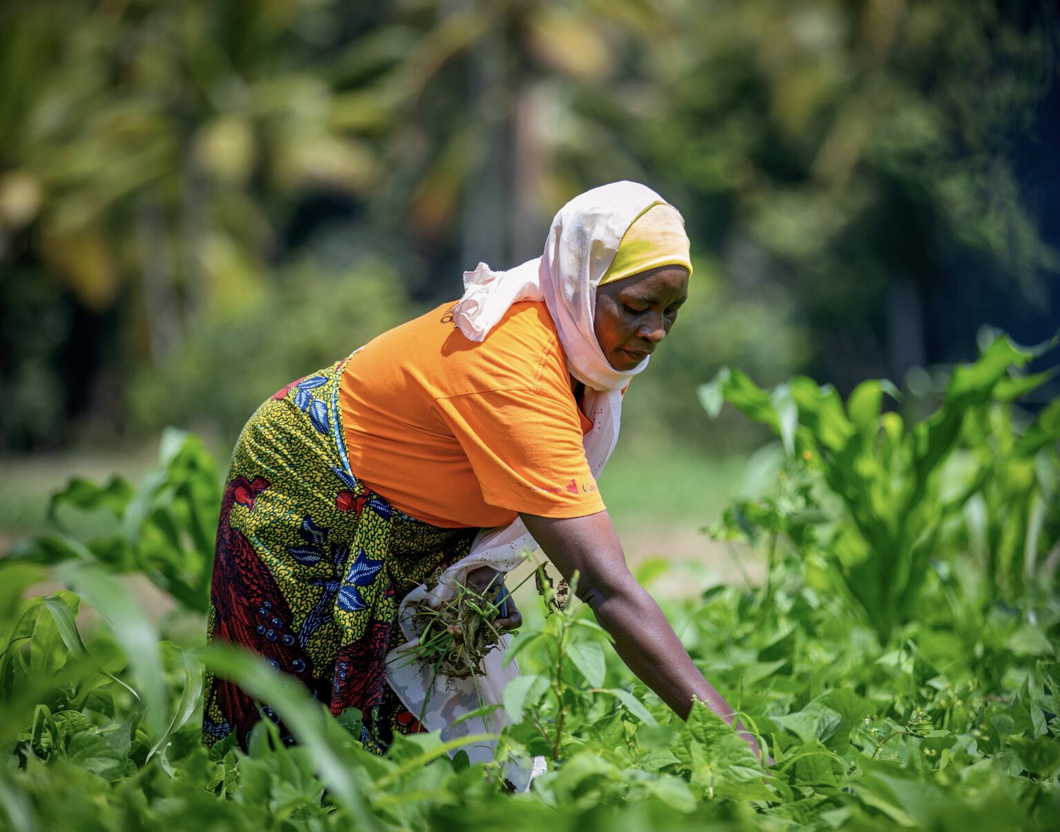 Home | SeedChange : SeedChange